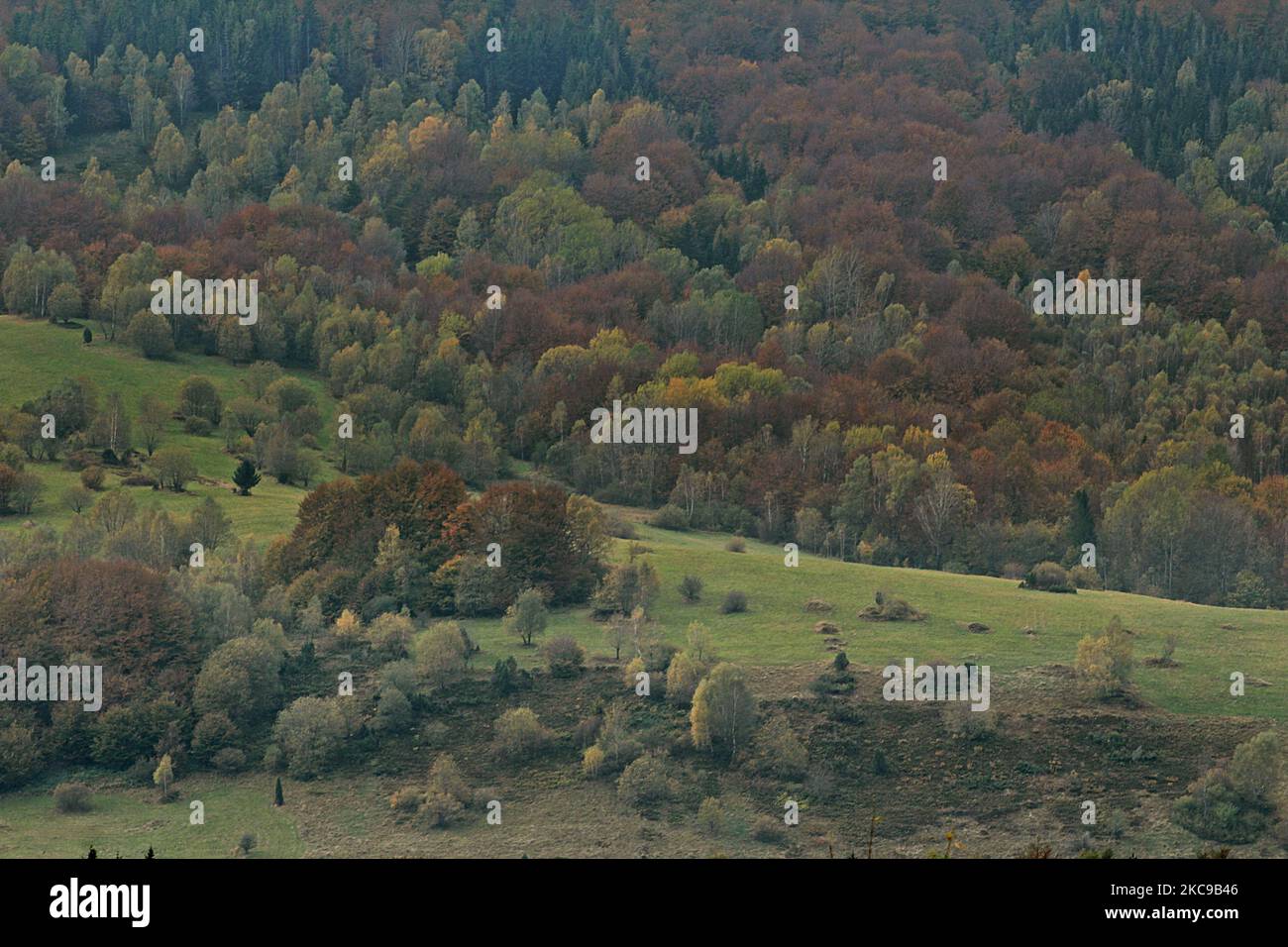 A mountain slope covered with colorful trees, perfect for wallpapers ...