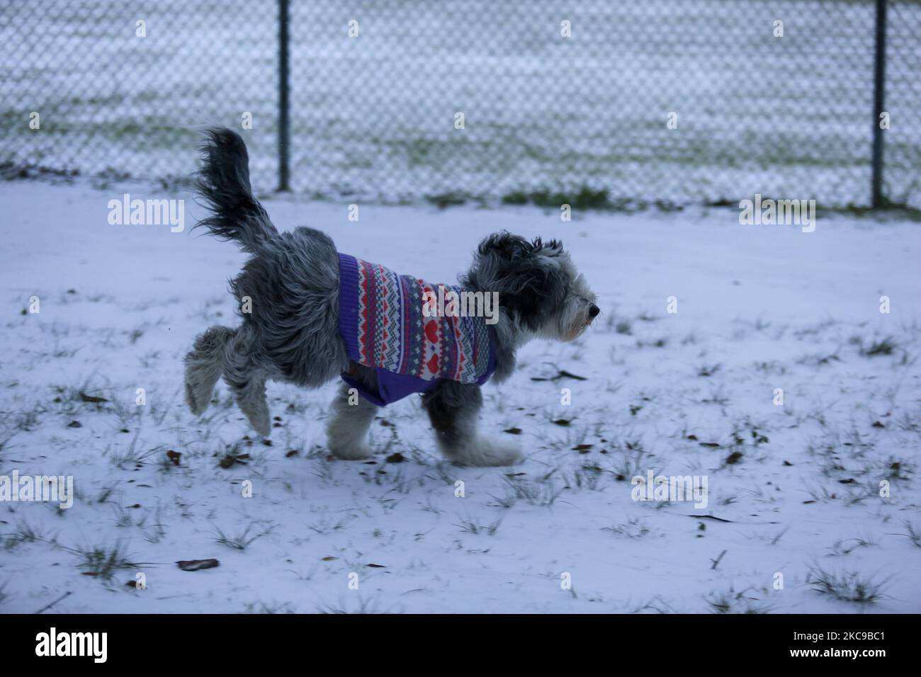 A dog sees its first snow in Buffalo Bayou Park in Houston, Texas early ...