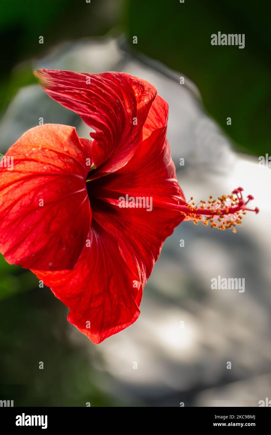 red hibiscus flower close up with red petals and a blurred background ...