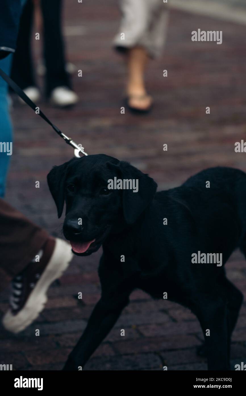 A black Labrador retriever dog walking around with its owner Stock ...