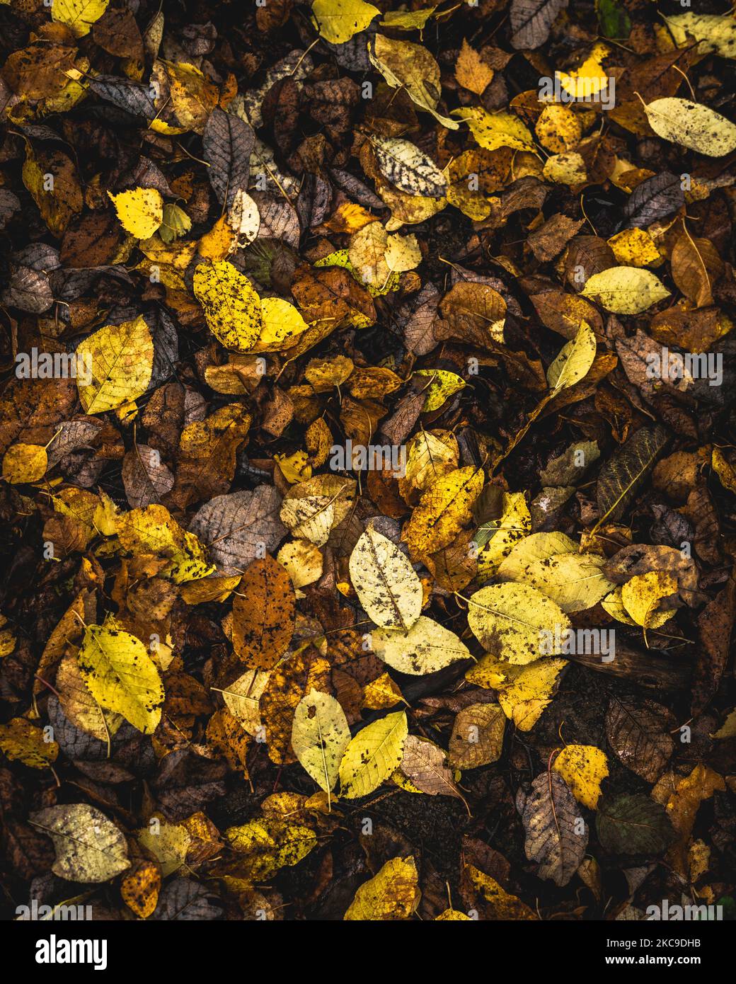 Colorful leaves during fall autumn season Stock Photo - Alamy