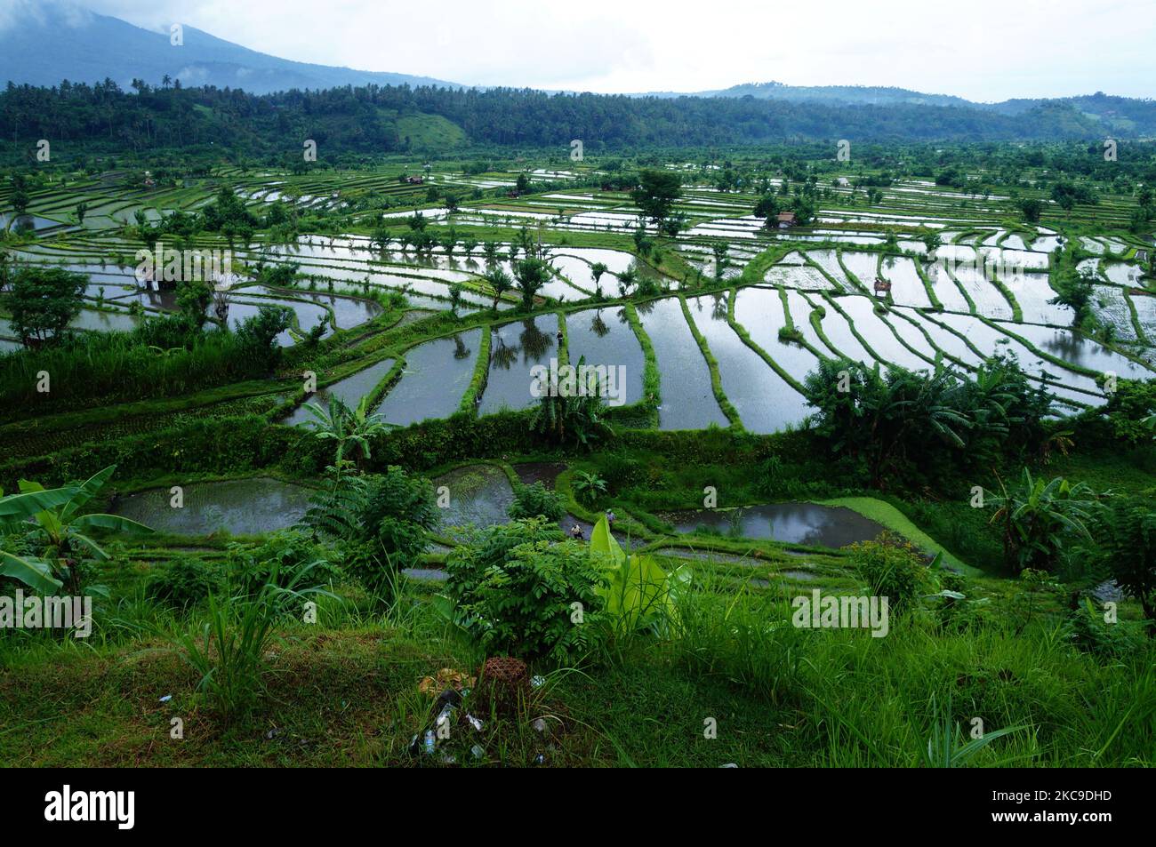 A landscape view of the green, freshly watered terraced rice fields ...