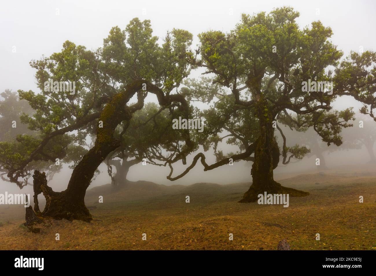 trees with beauty shape in a field of a fanal forest in a foggy day ...