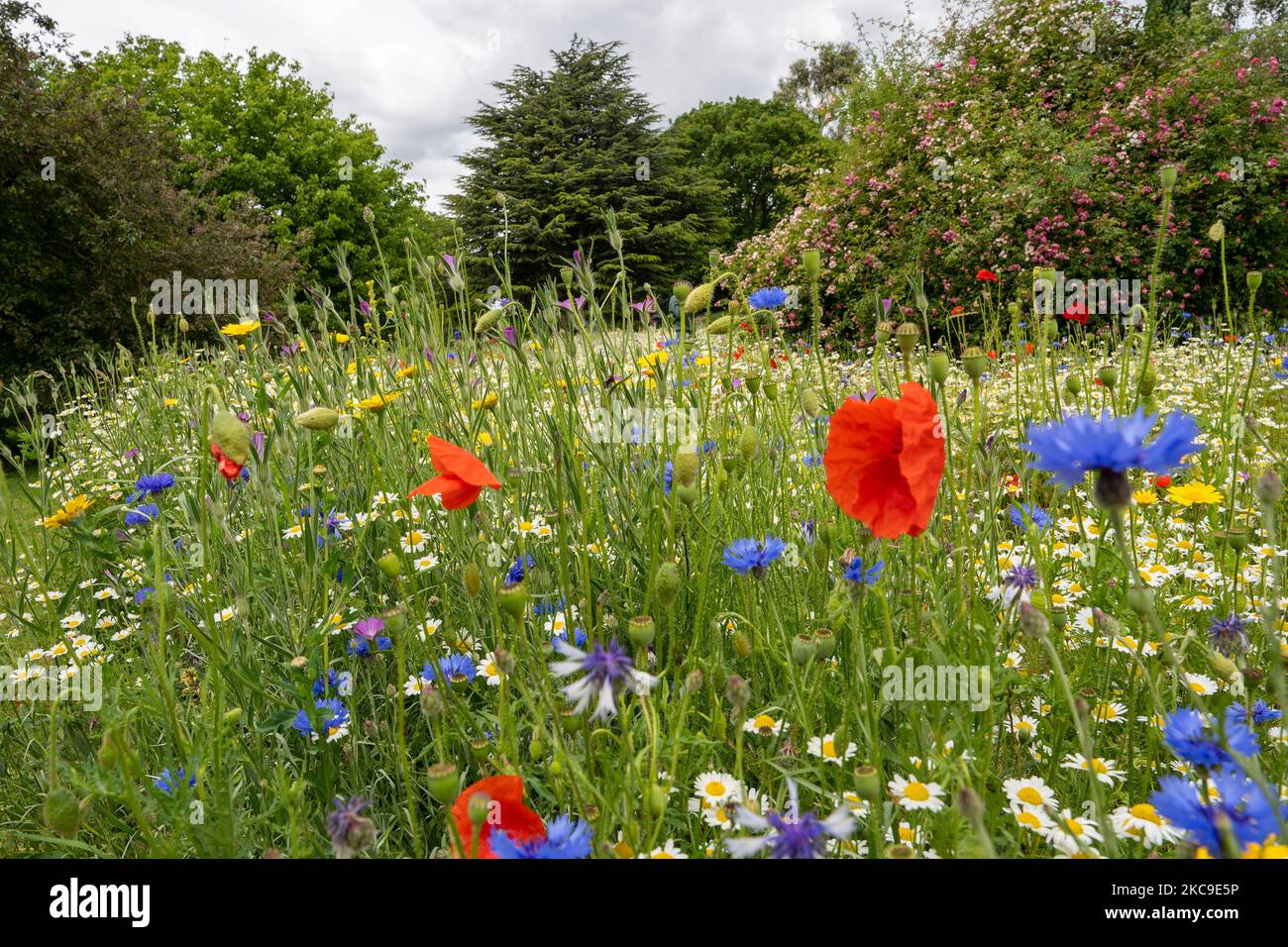 A scenic view of a field of colorful flowers in Hyde Park, London ...