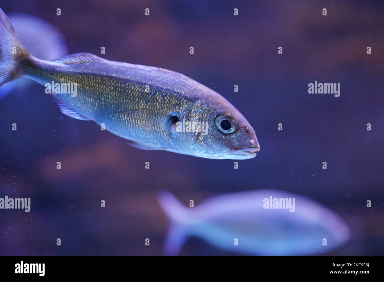 Blue shimmering fish swimming through the water Stock Photo - Alamy