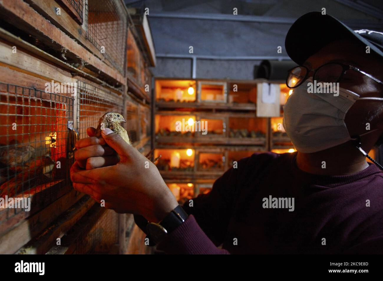 A Man checks a quail chicks at a hatchery birds are bred in Bogor ...