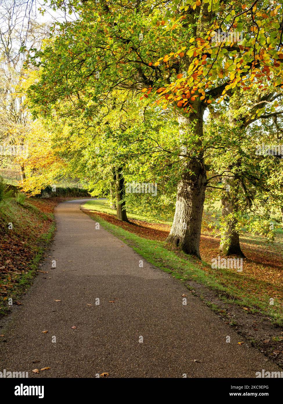 Beautiful path through trees with lovely autumn sunlight Stock Photo ...