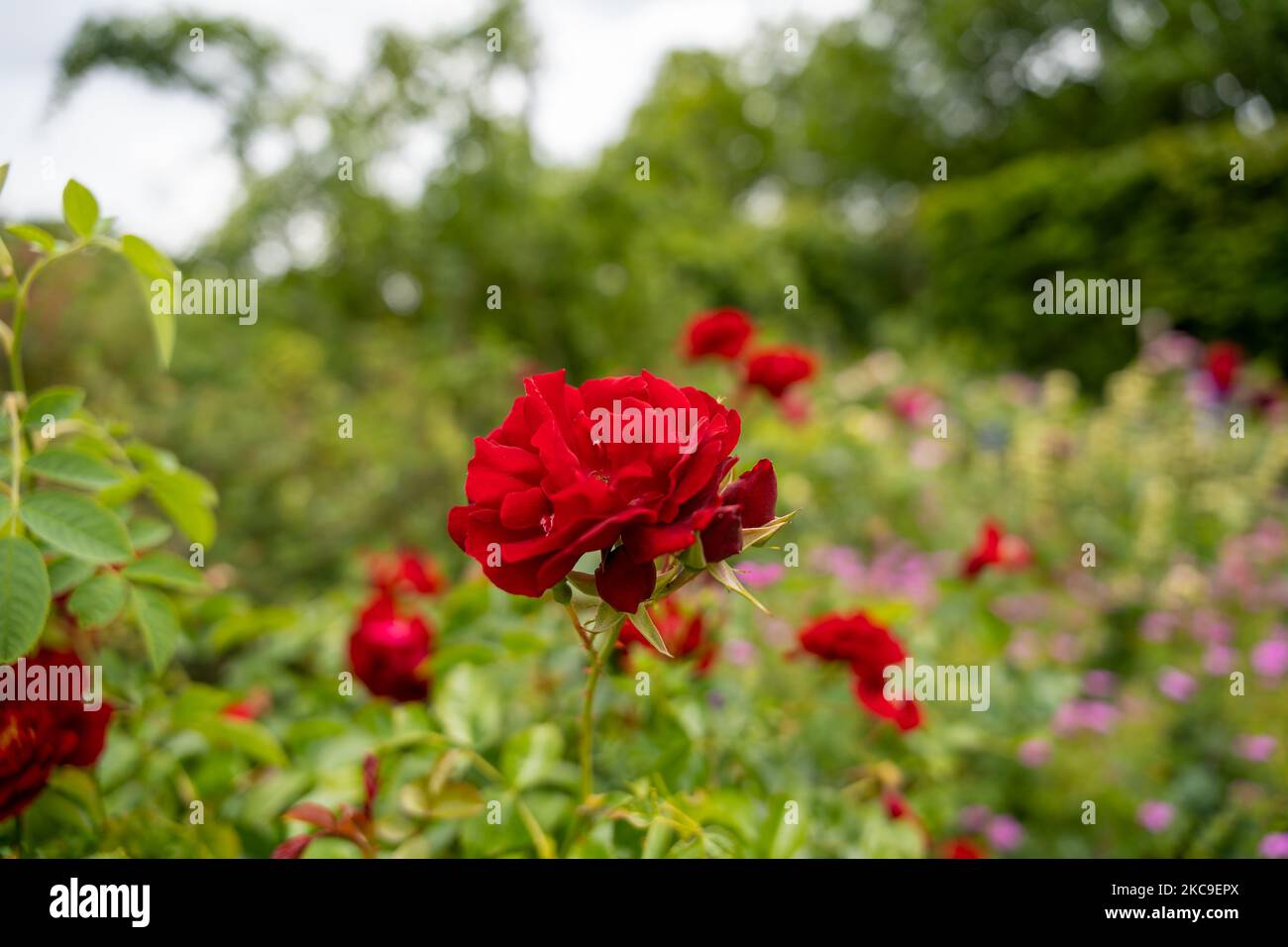 A closeup of a red rose growing in a garden in Hyde Park, London ...