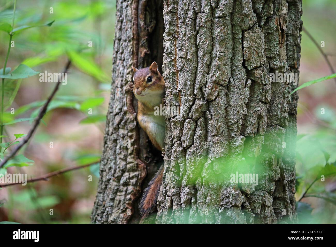 Chipmunk hiding in the tree Stock Photo - Alamy