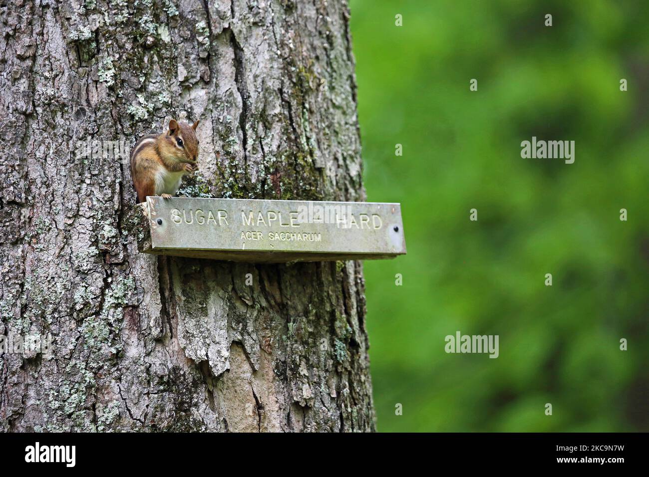 Chipmunk in West Virginia Stock Photo - Alamy