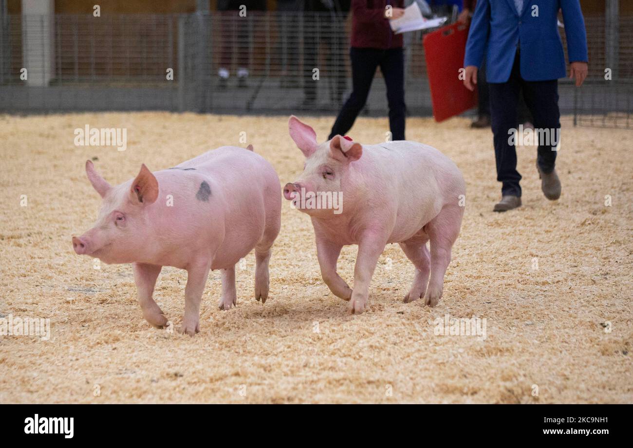 Toronto, Canada. 4th Nov, 2022. Pigs are seen during a junior swine ...