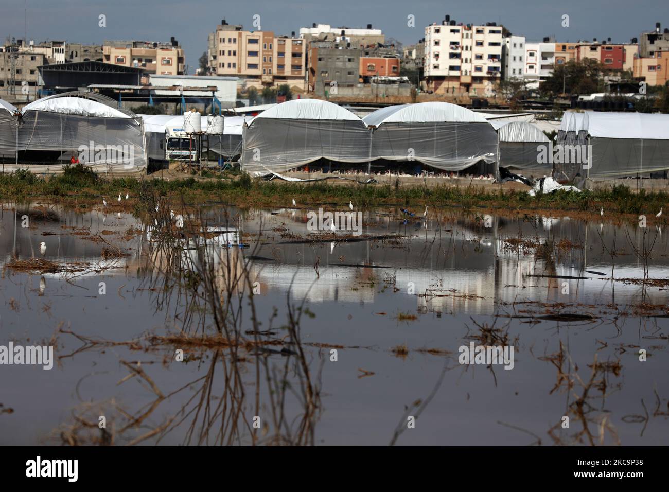 Birds land on floating twigs in a flooded agricultural land in eastern ...