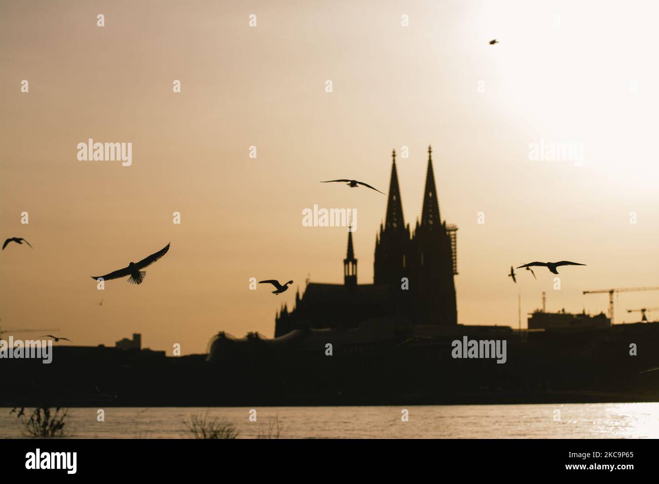 seaguls are seen in the mid of air against silhouettes of Dom cathedral ...