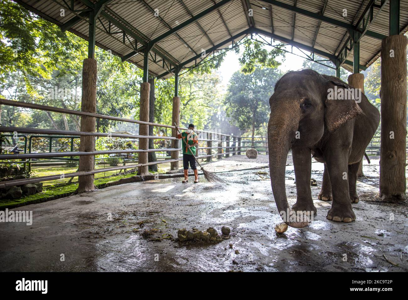 An Elephant caretaker cleaning the elephant feces at the Elephant place ...