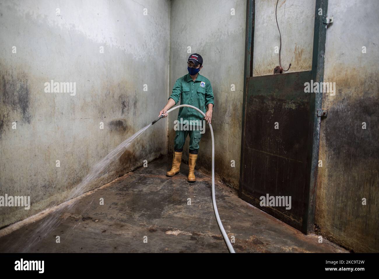 Sumateran tiger care taker hi-res stock photography and images - Alamy