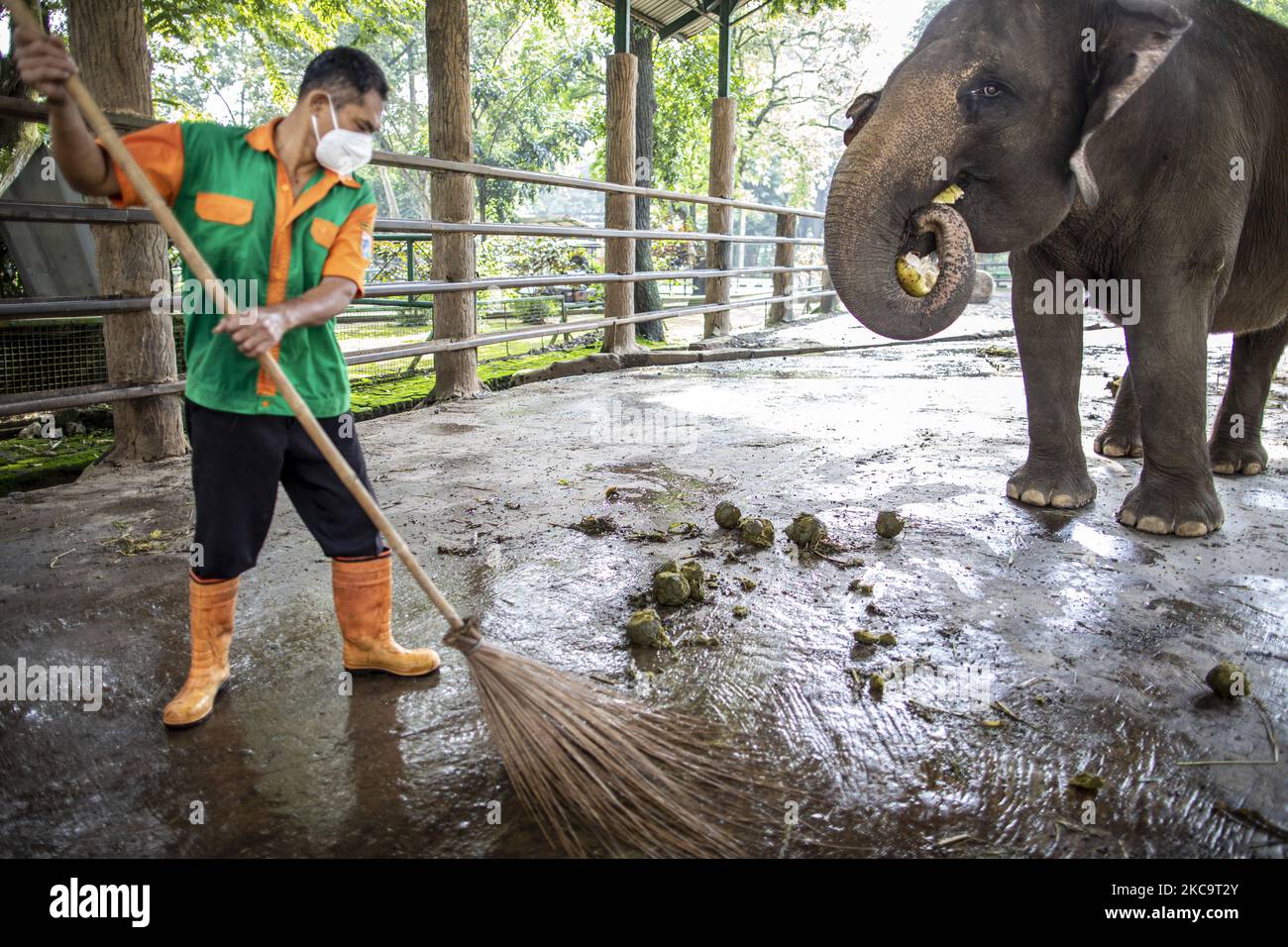 An Elephant caretaker cleaning the elephant feces at the Elephant place ...