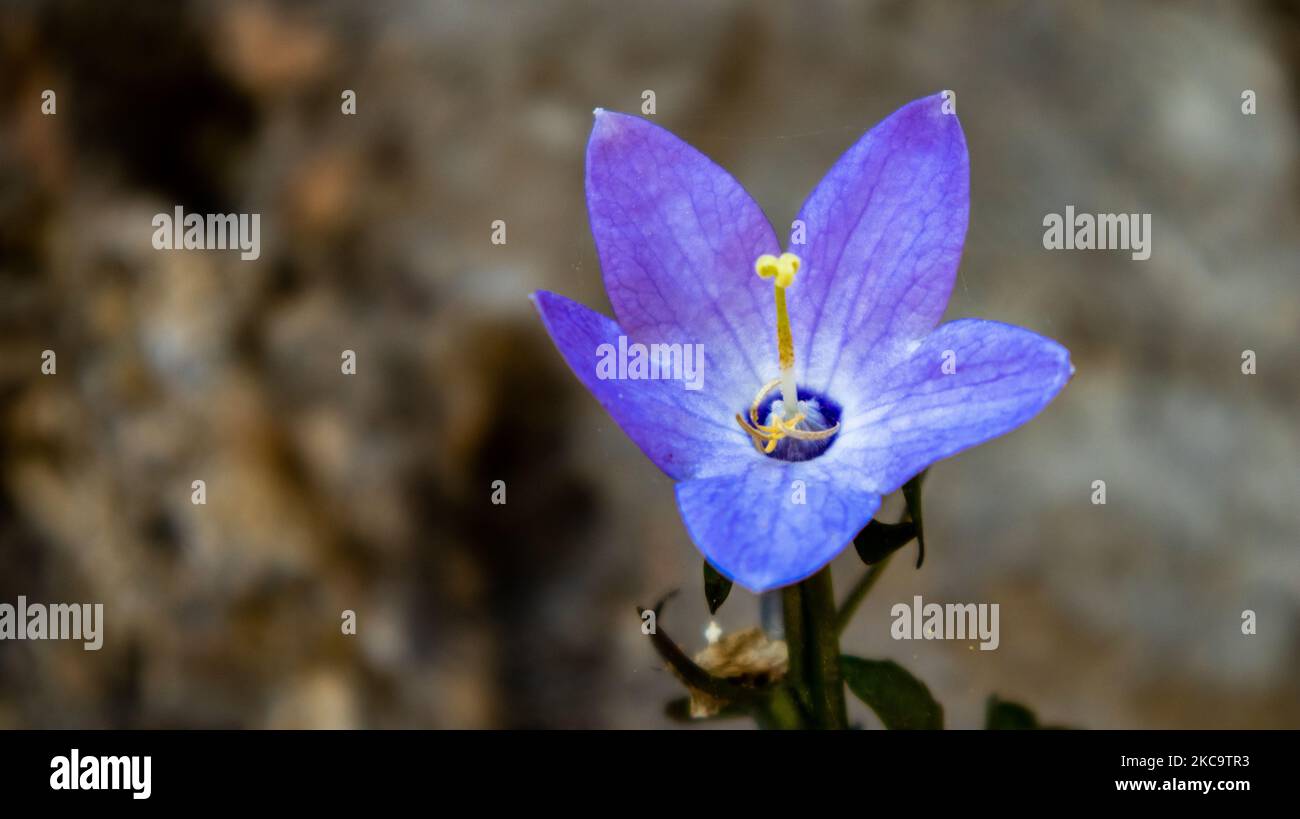 A selective focus of a harebell (Campanula rotundifolia Stock Photo - Alamy