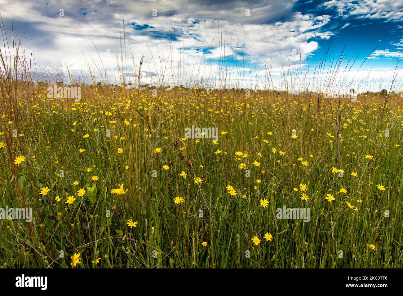 An aerial view of field surrounded by growing flowers Stock Photo - Alamy