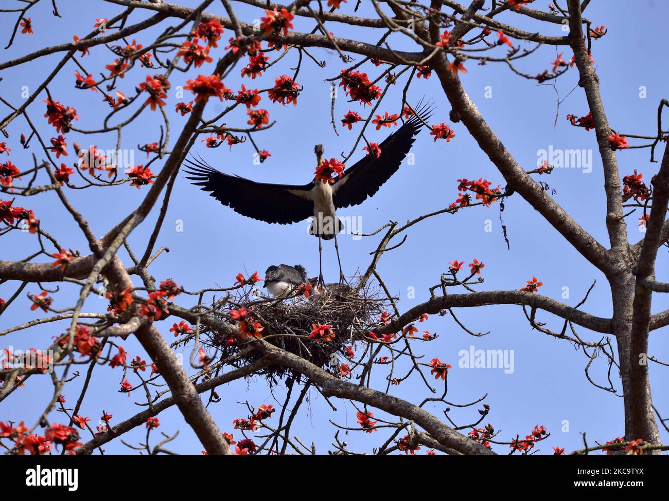 Lesser Adjutant Stork an endangered bird, rests near its nest atop a tree in full bloom in ...