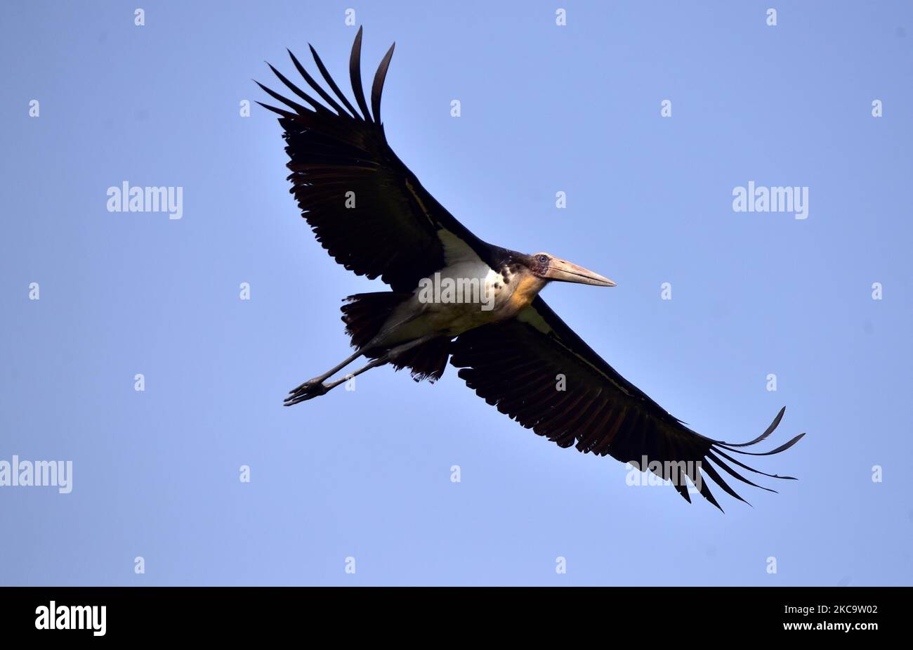 A Lesser Adjutant Stork an endangered bird, seen fly in Nagaon District ...
