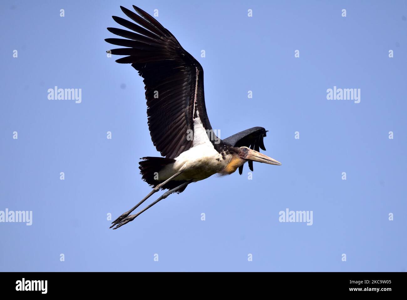 A Lesser Adjutant Stork an endangered bird, seen fly in Nagaon District ...