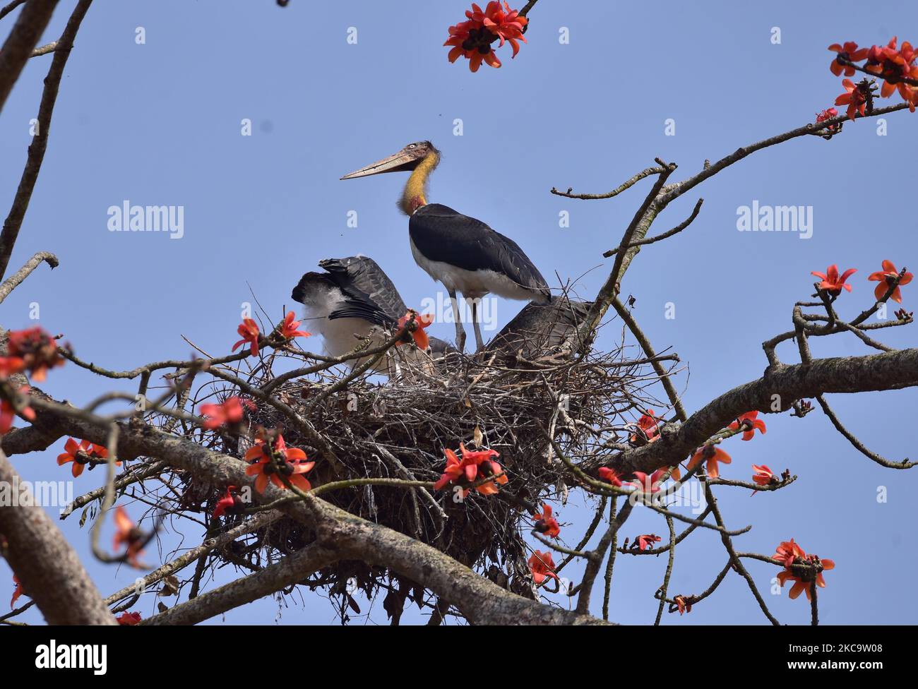 Lesser Adjutant Stork an endangered bird, rests near its nest atop a ...