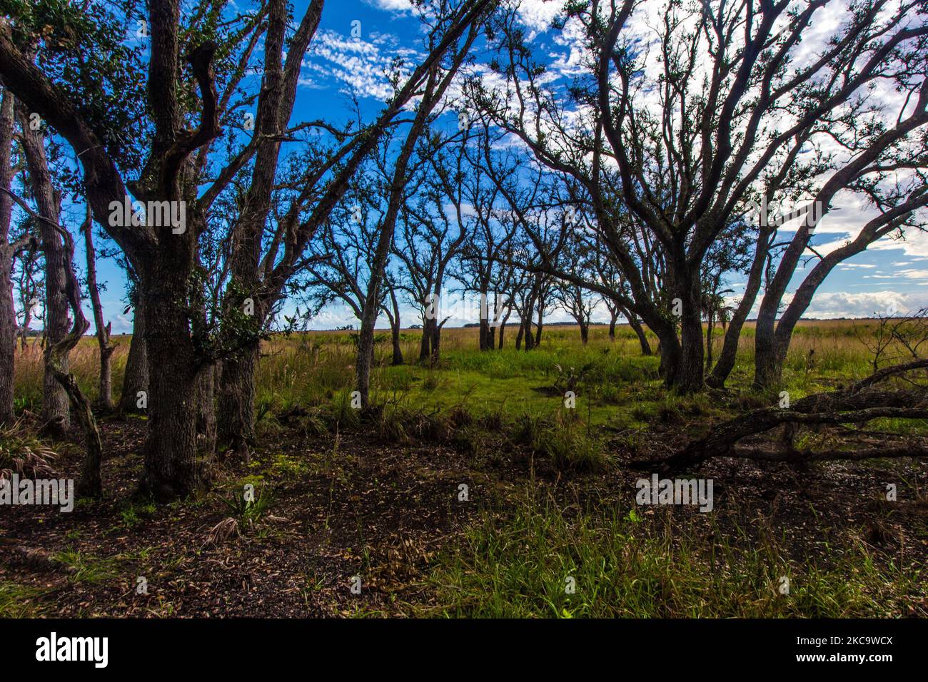 The beautiful Kissimmee Prairie Preserve State Park with trees against ...