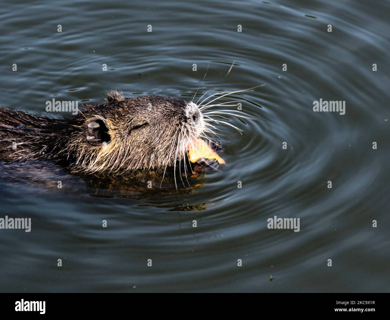 A closeup of nutria swimming with closed eyes in lake Stock Photo - Alamy