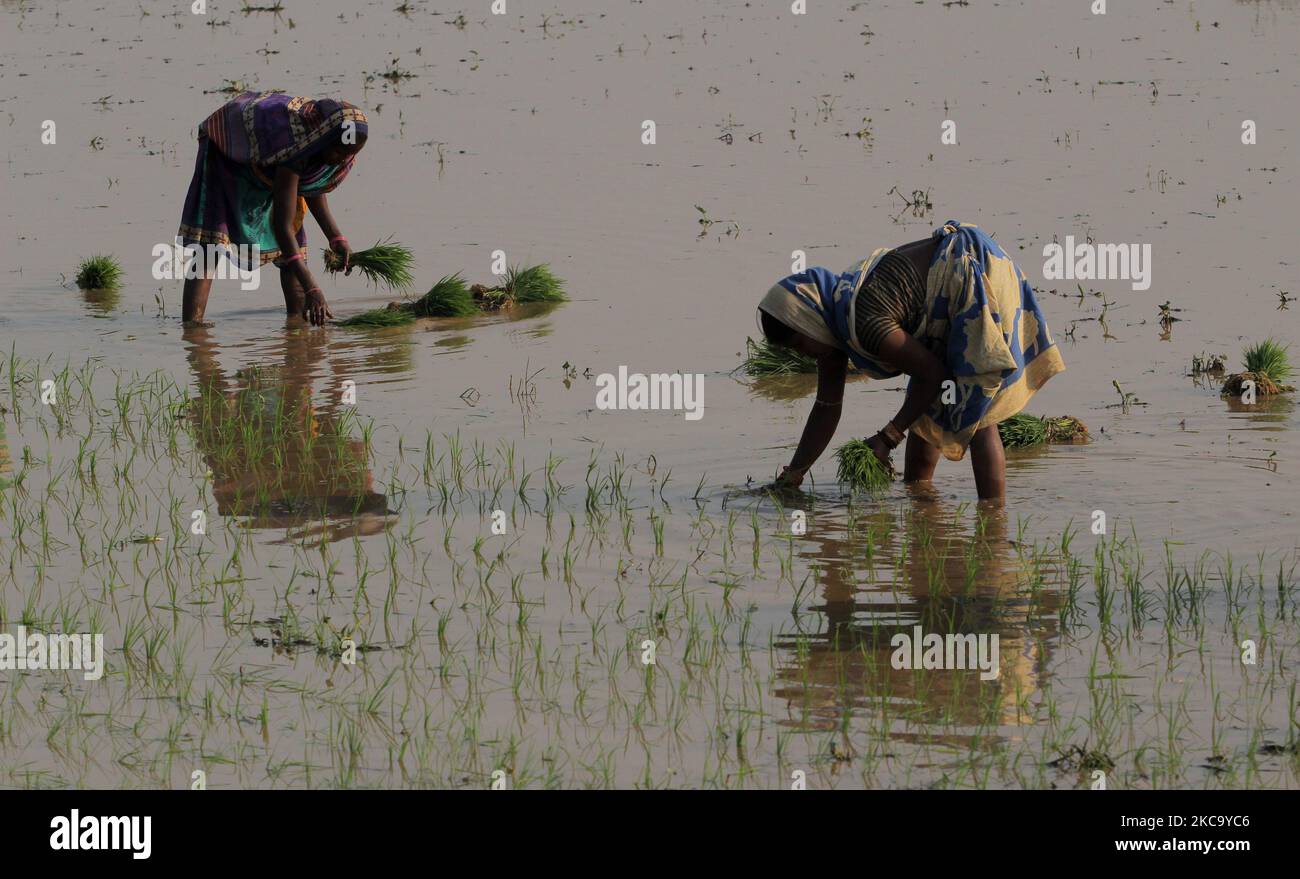 Daily wage women laborers hi-res stock photography and images - Alamy