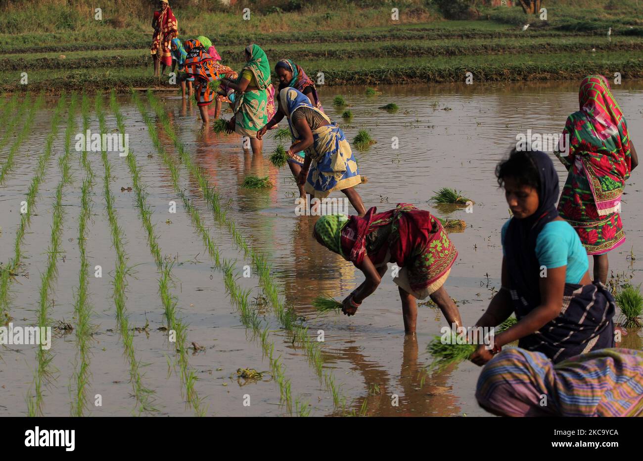 Daily wage women laborers hi-res stock photography and images - Alamy