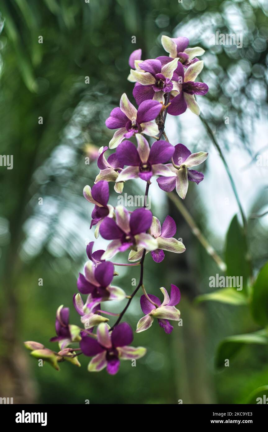 Beautiful flowers decorating the patio of the house Stock Photo - Alamy