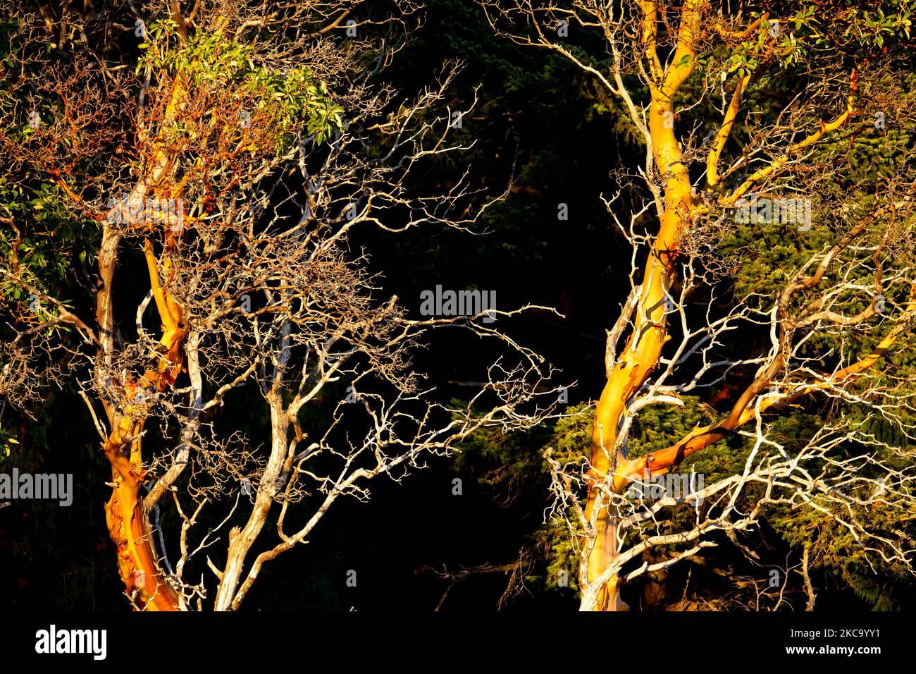 Madrone tree leaves hi-res stock photography and images - Alamy