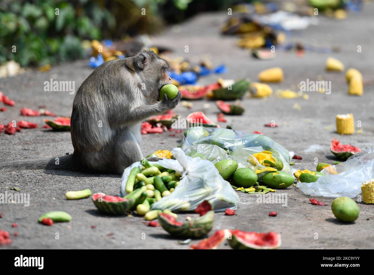Long tailed macaque eats fruits hi-res stock photography and images - Alamy