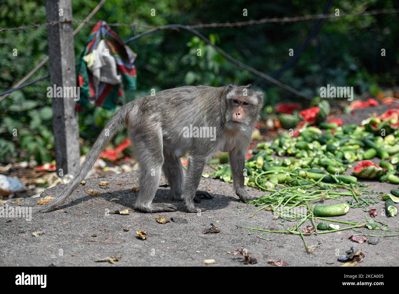 A long-tailed macaques walks among the scraps of food on side road in ...