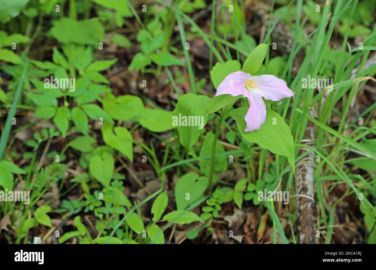 Pink trillium flower - West Virginia Stock Photo - Alamy