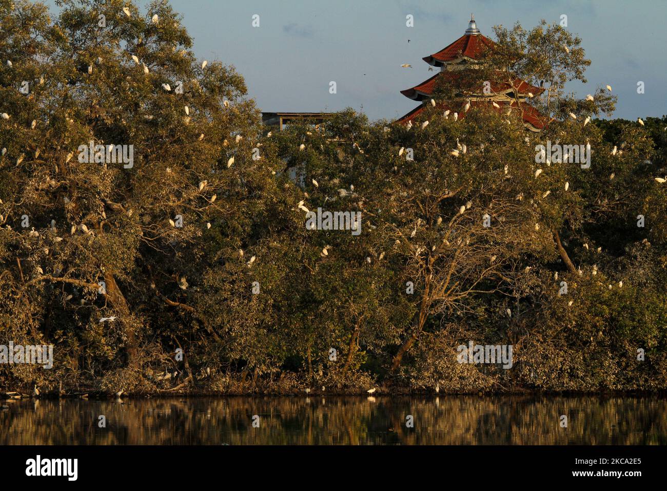A group of white stork birds is seen occupying a mangrove tree at a ...