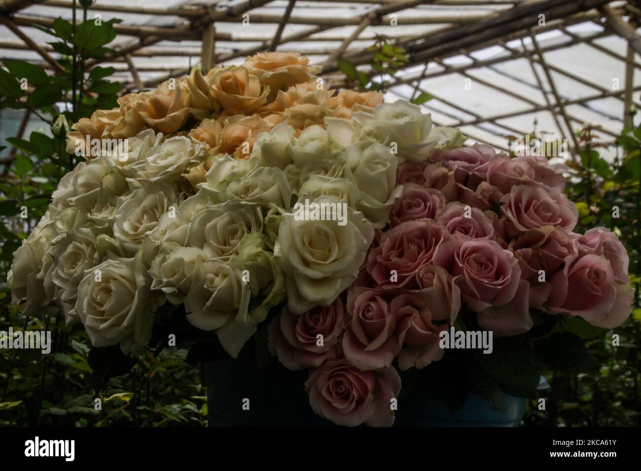 A pack of roses ready to be sent to customers in Bandung, Indonesia on ...