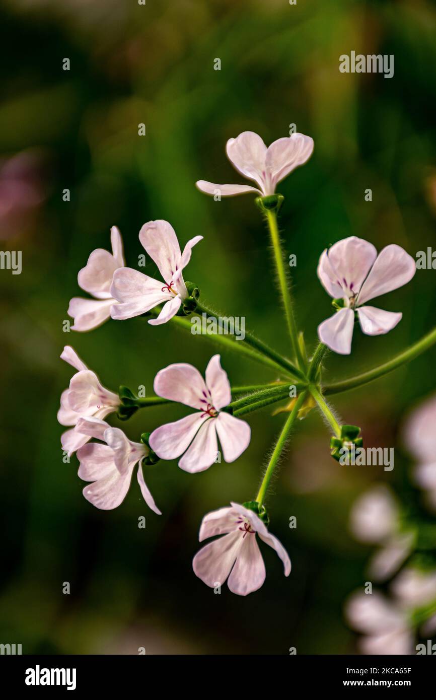 Soapwort saponaria officinalis flowers hi-res stock photography and ...
