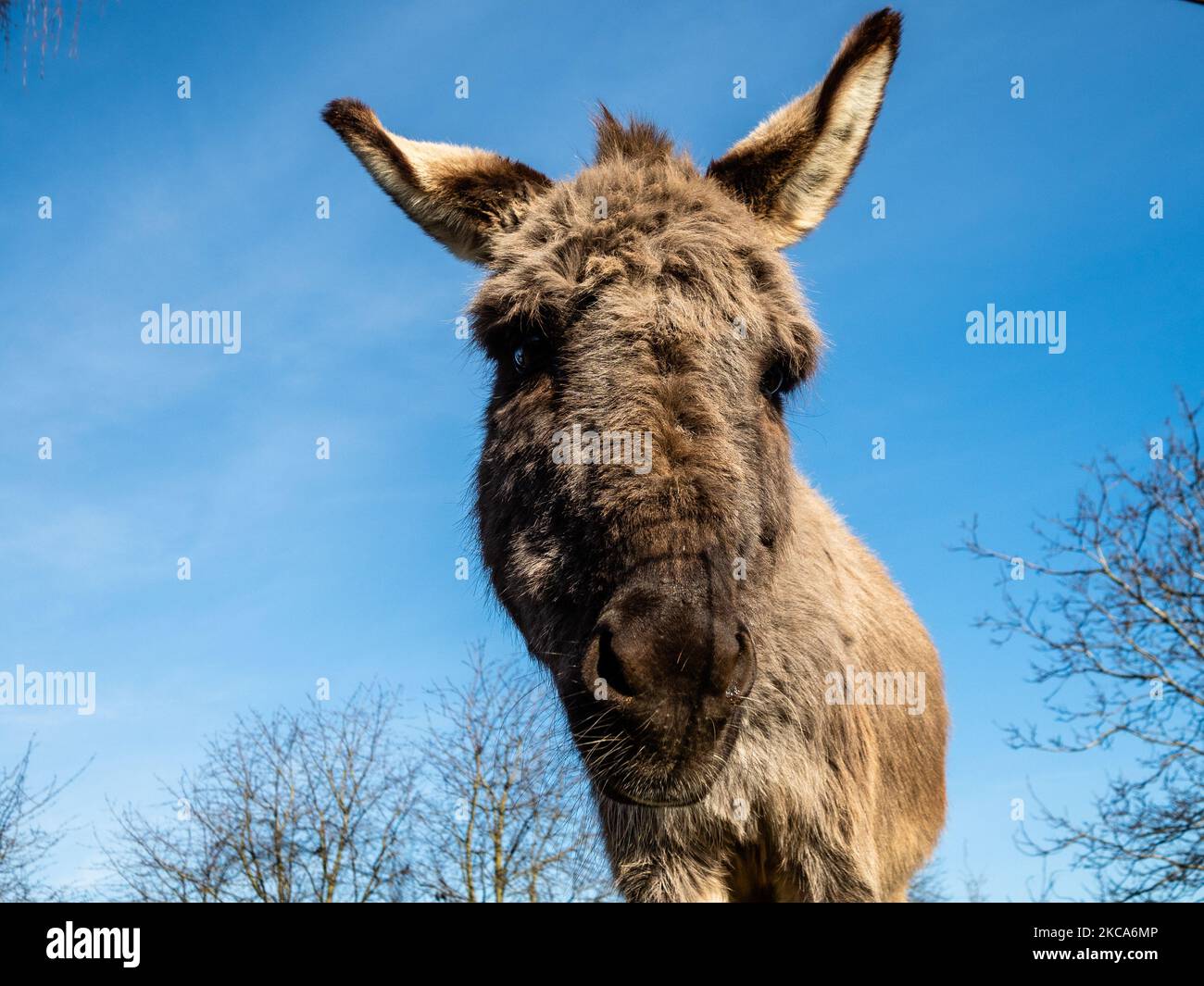 Donkey ice hi-res stock photography and images - Alamy