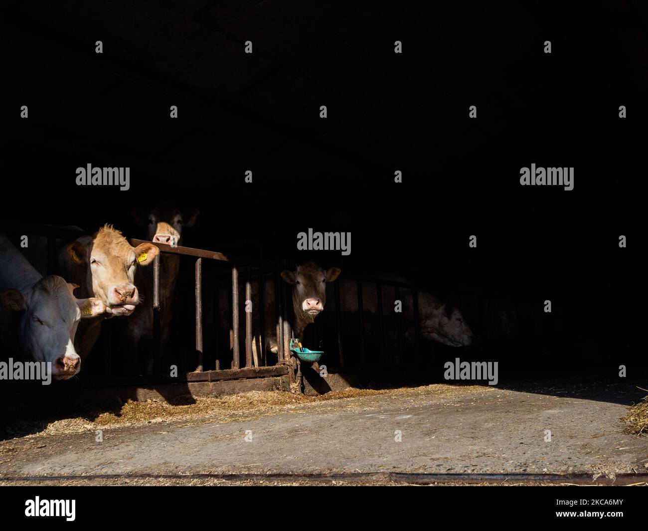 A group of cows is eating while trying to reach the sun, during the ...