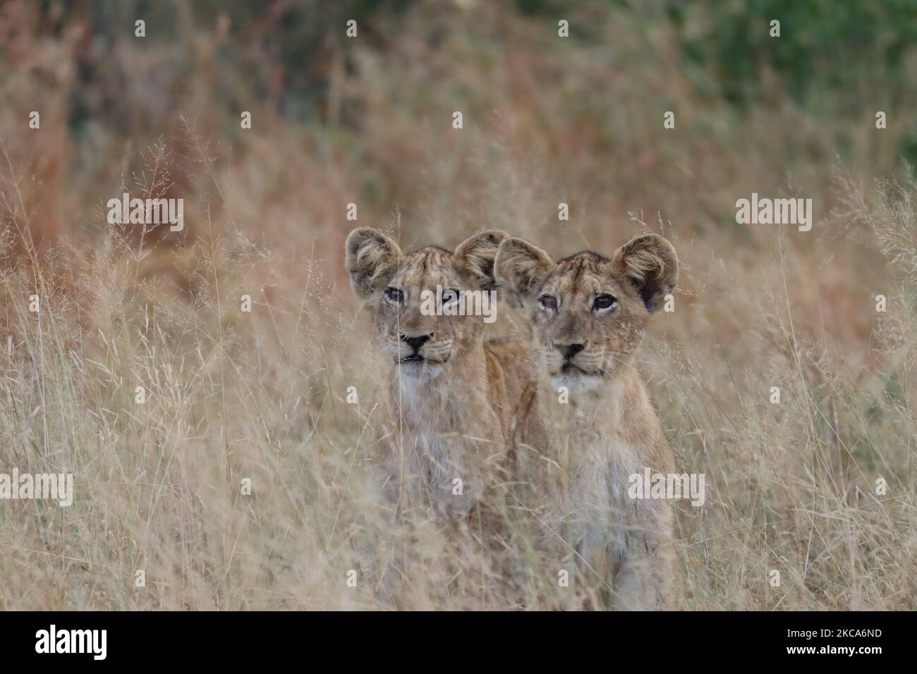 Lion cubs cute animals hi-res stock photography and images - Alamy