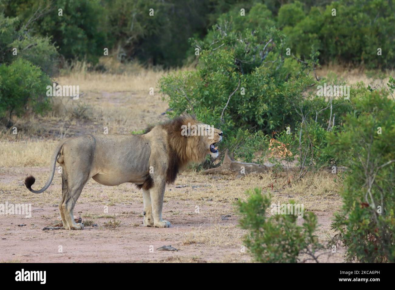 A scenic view of a wild male lion roaring in the wilderness Stock Photo ...