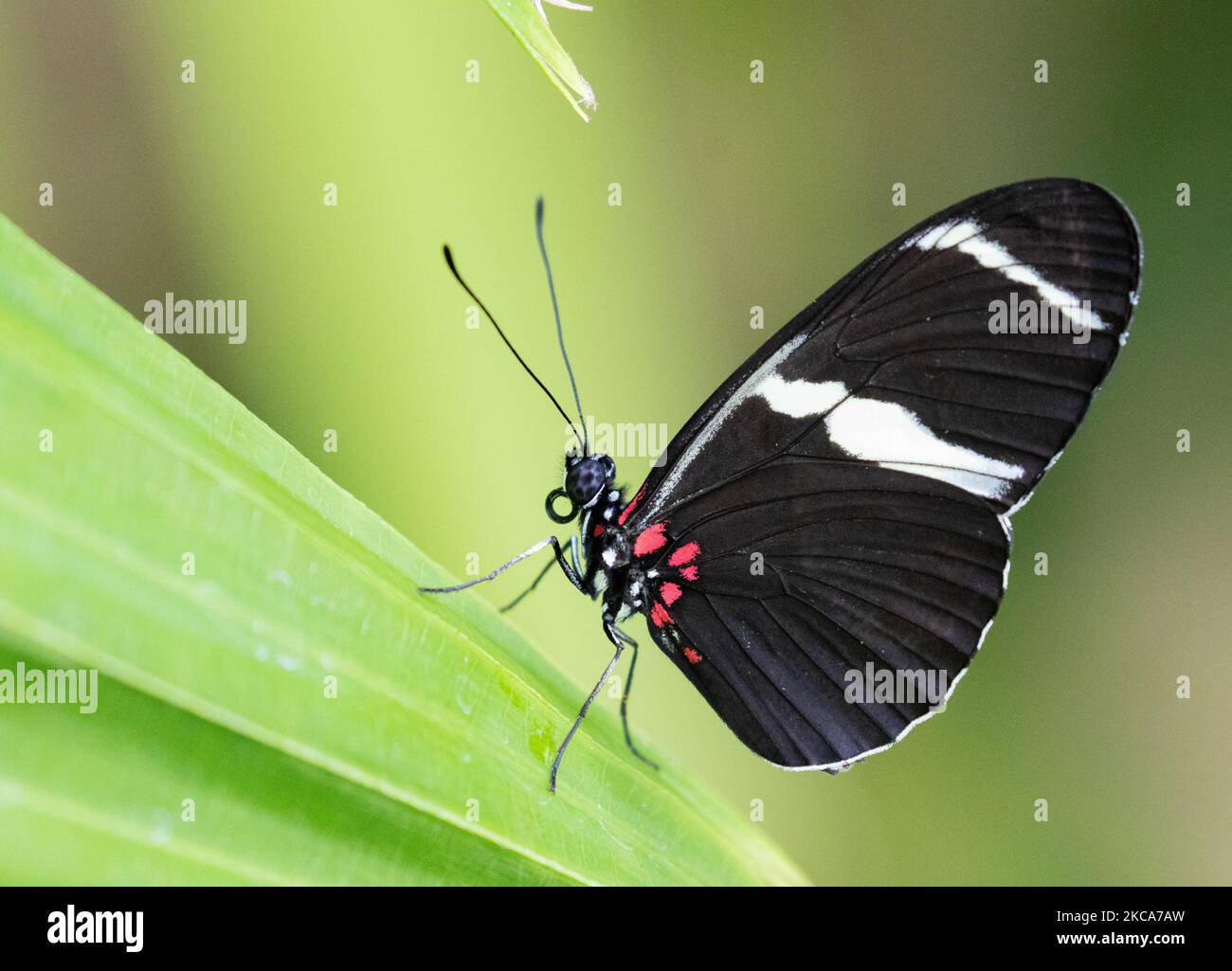 Sara longwing butterfly wildlife hi-res stock photography and images - Alamy