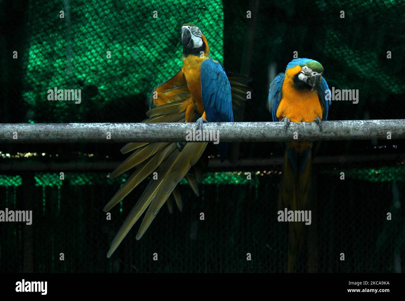 A pair of blue-and-yellow macaw rests inside an enclosure at the ...