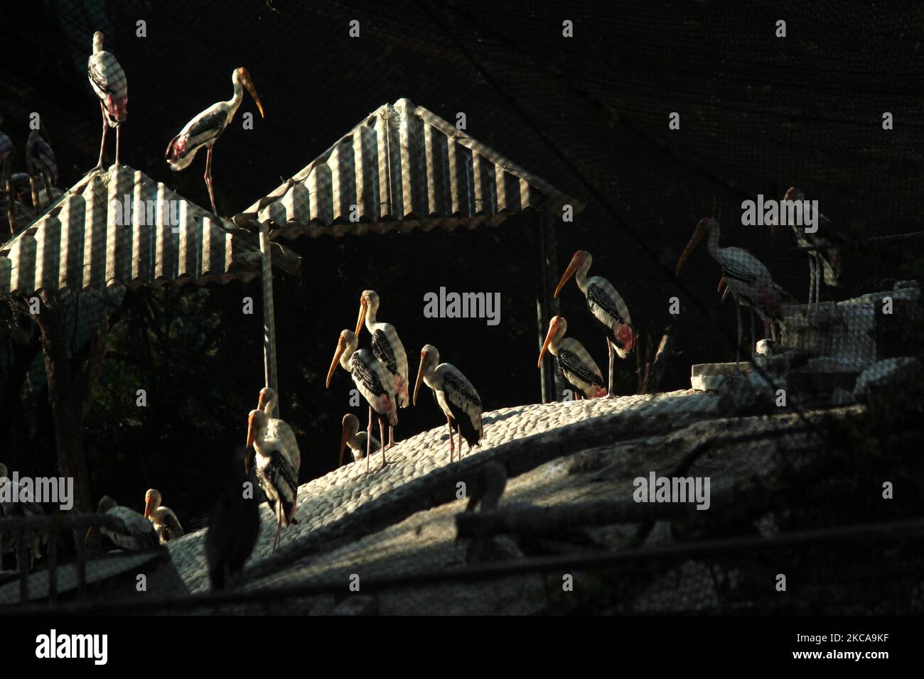A flock of painted storks inside an enclosure at the National ...