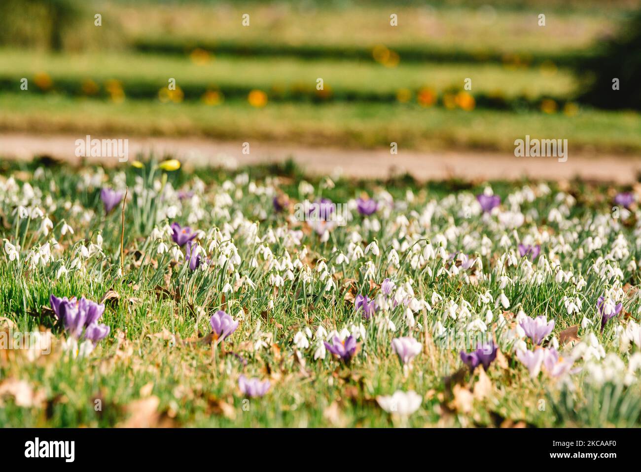 variety of spring flowers are seen in Cologne Flora and botanical ...