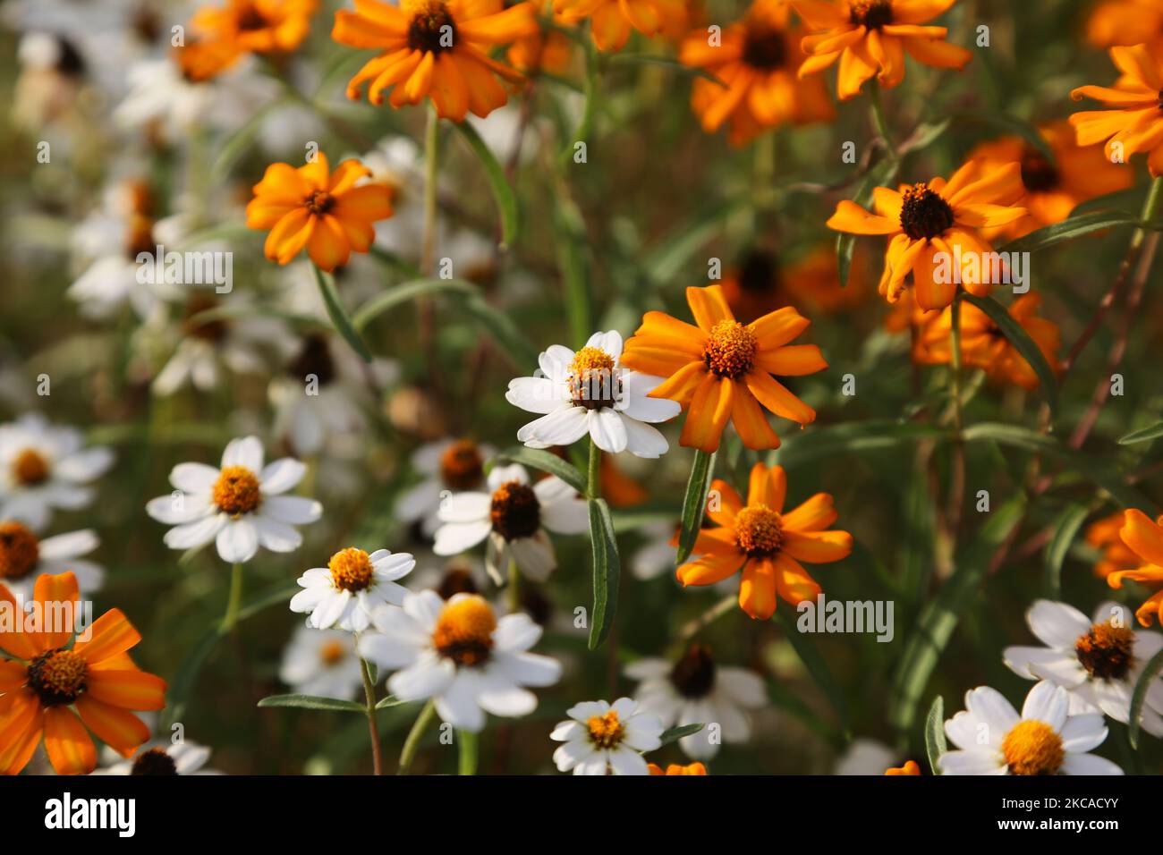 Zinnia flowers at the Royal Botanical Gardens in Peradeniya, Sri Lanka ...