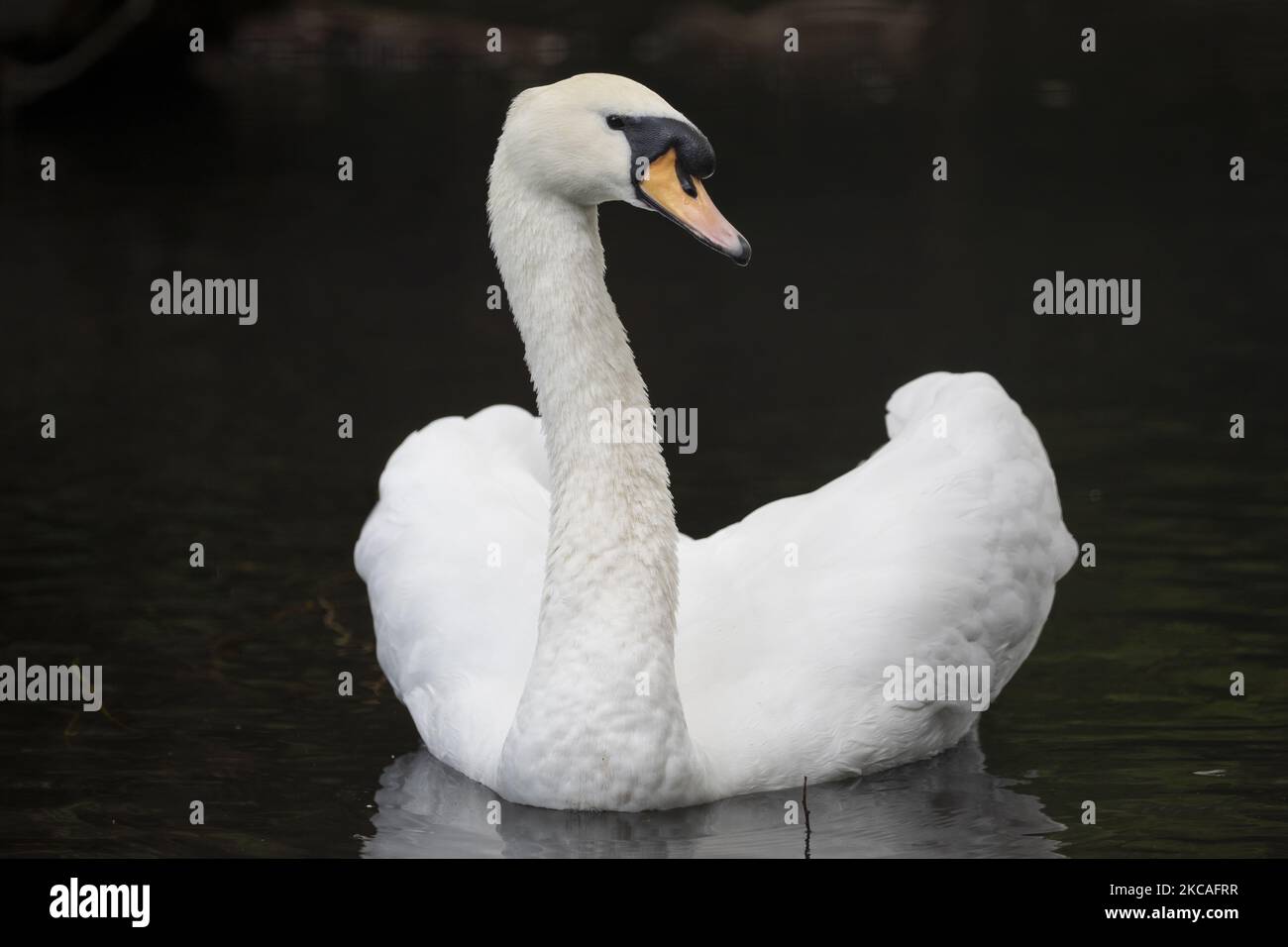 A swan swims in a pondÂ at Willowbank Wildlife Reserve in Christchurch ...