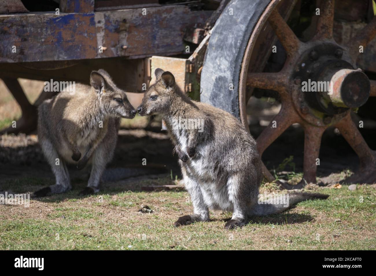 Bennett's Wallabies (Macropus Rufogriseus) look on at Willowbank ...