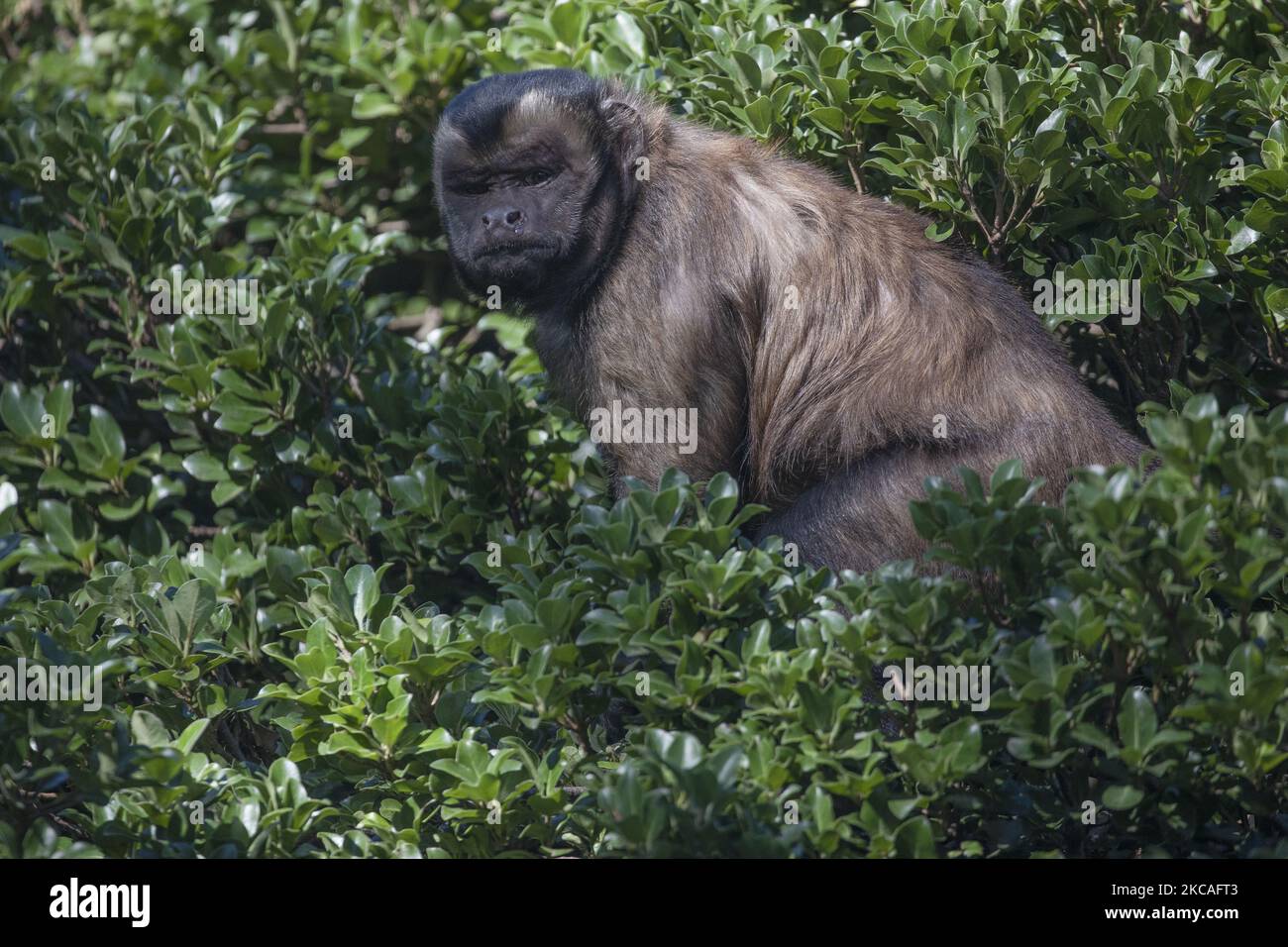 Capuchin bird hi-res stock photography and images - Alamy
